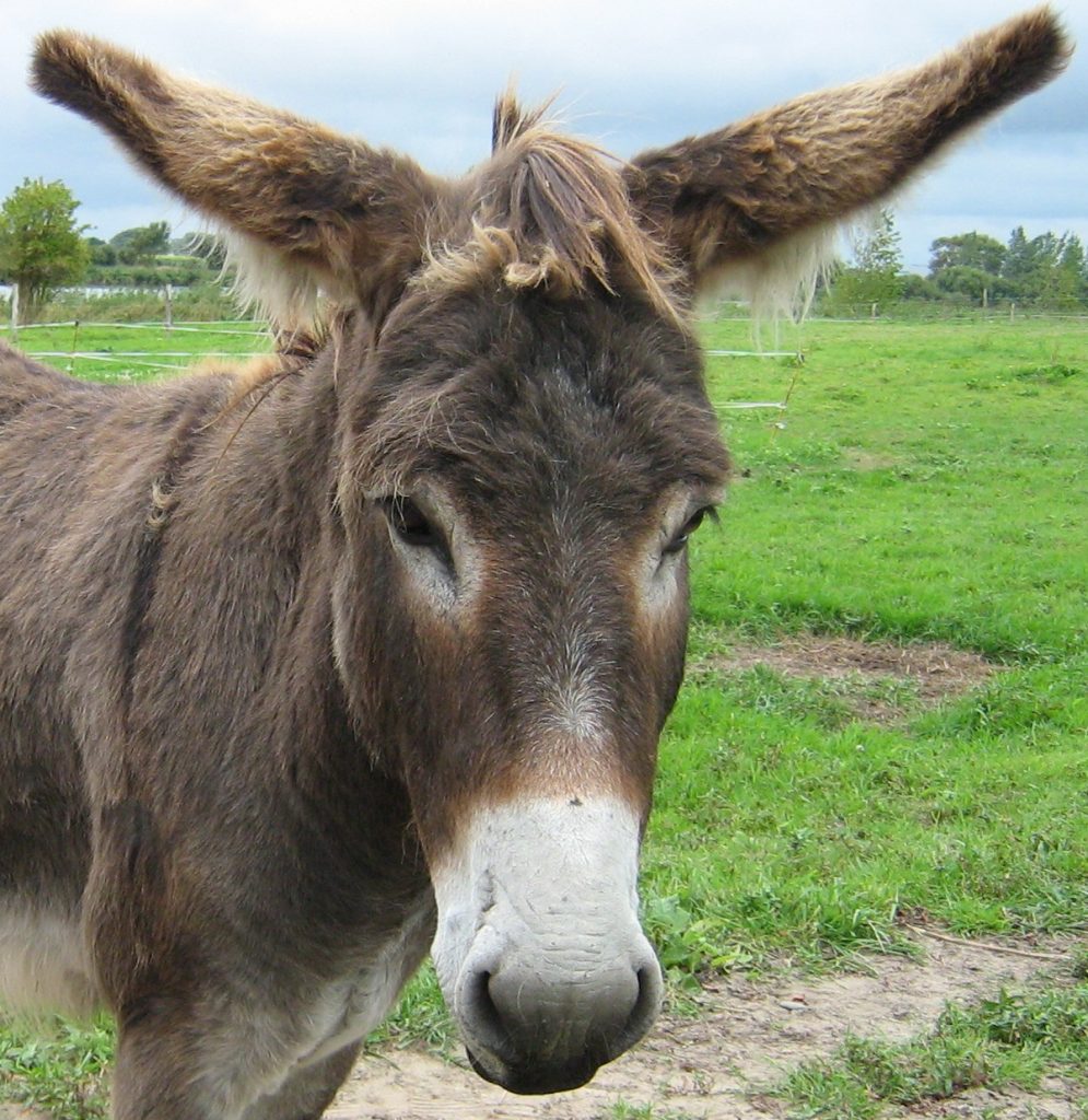 L’âne et le Président | Mon coach, c'est Moi